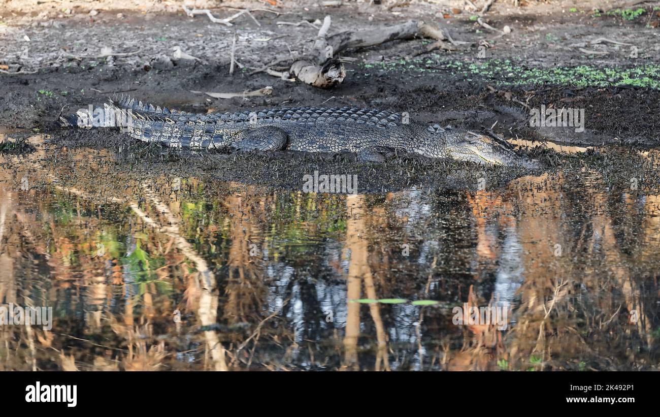 216 Female saltwater crocodile lurking in the muddy banks of Yellow ...