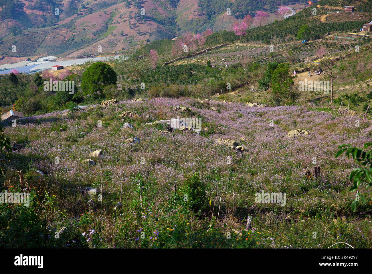 Beauty pink tree green field summer valley landscape in Da Lat Lam Dong ...