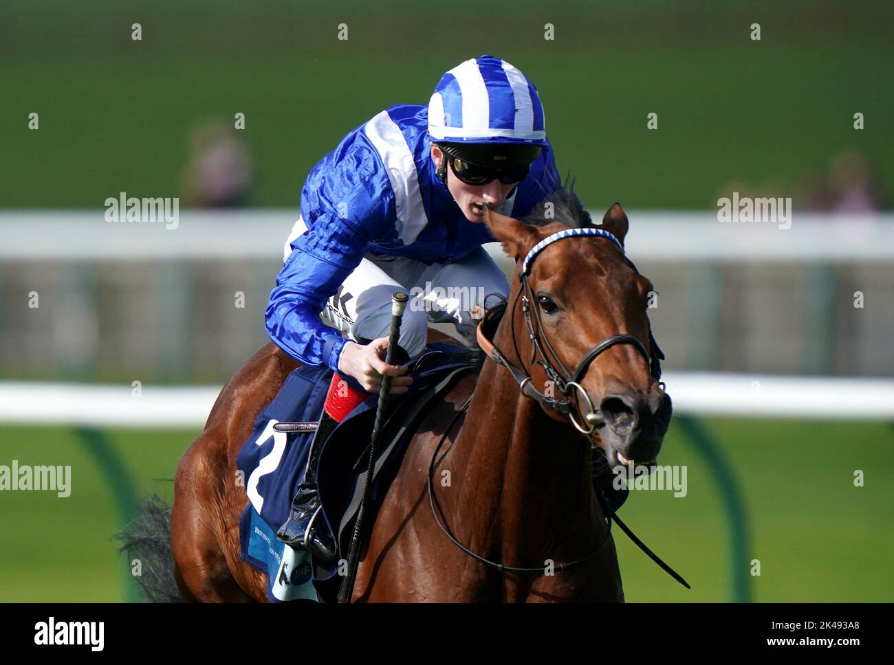 Al husn horse hi-res stock photography and images - Alamy