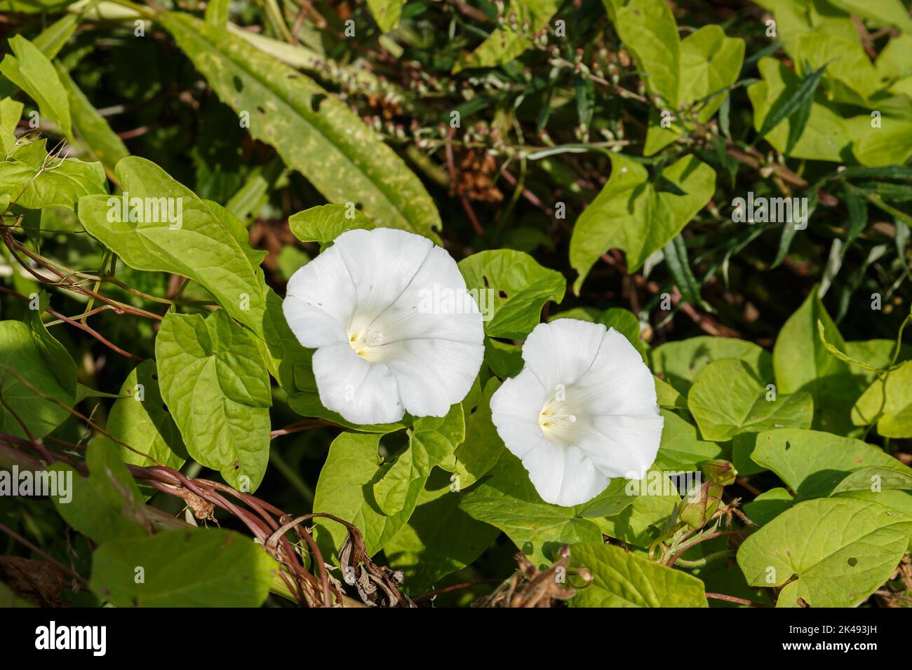 Calystegia sepium. Hedge bindweed flower. Two beautiful white flowers ...