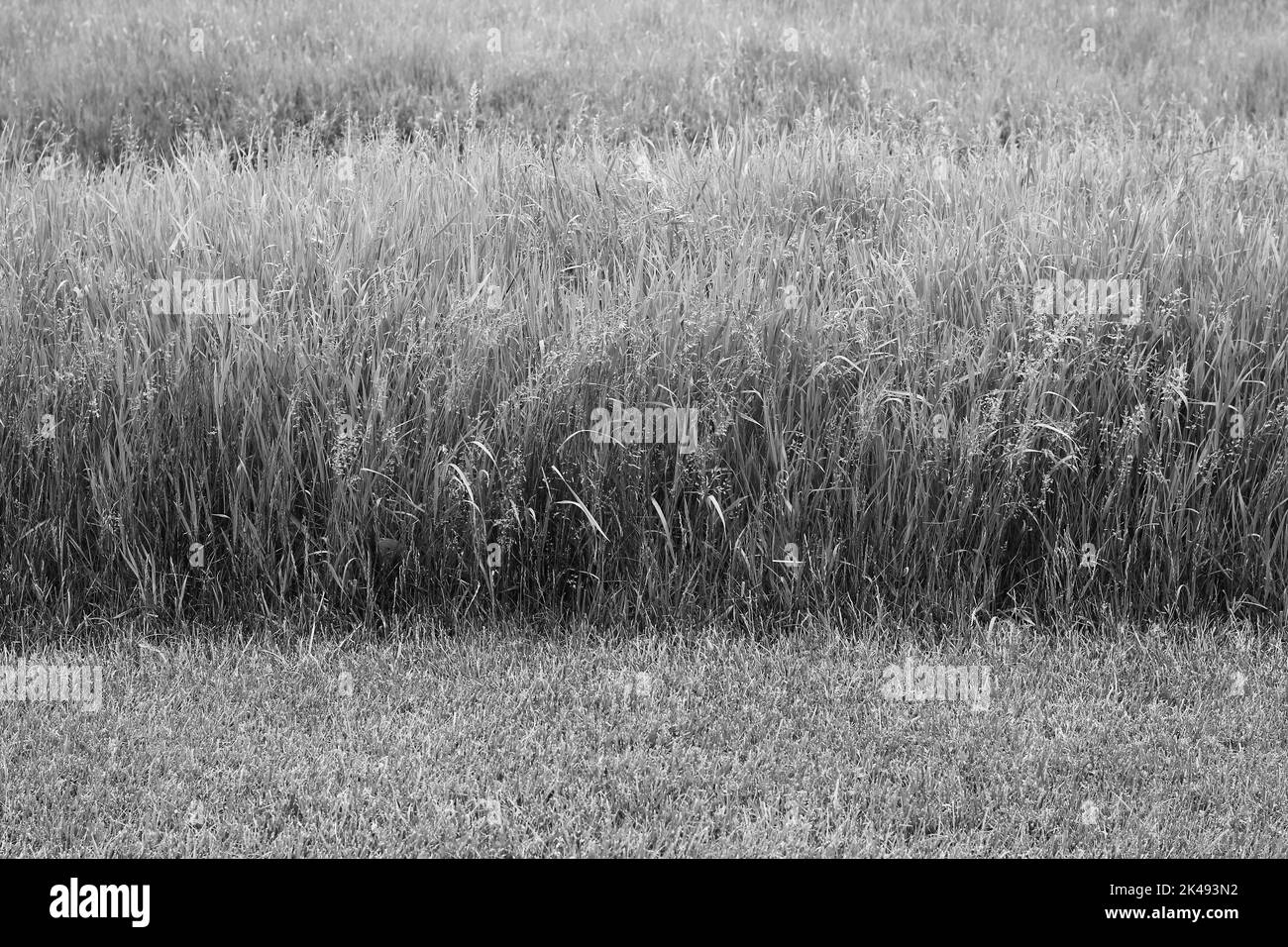 Minimalist view of a grassy field and meadow in a black and white ...