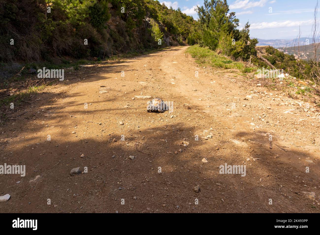 Turtle on dirt hi-res stock photography and images - Alamy