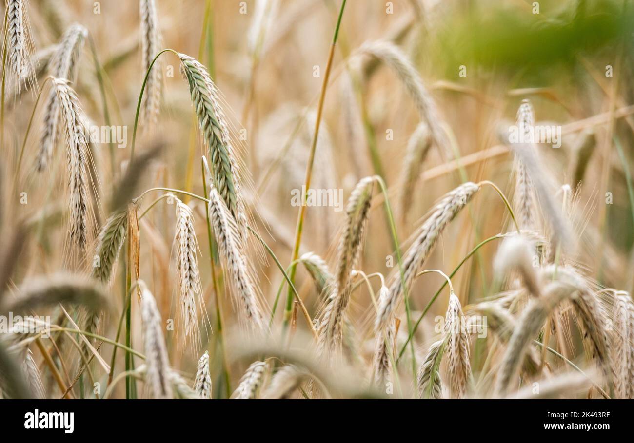 Ears of grain close-up. Golden ripening grain. Ears of rye before ...