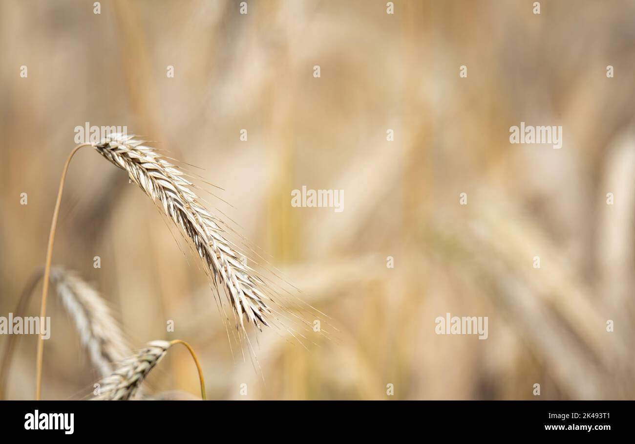 Ears of grain close-up. Golden ripening grain. Ears of rye before ...