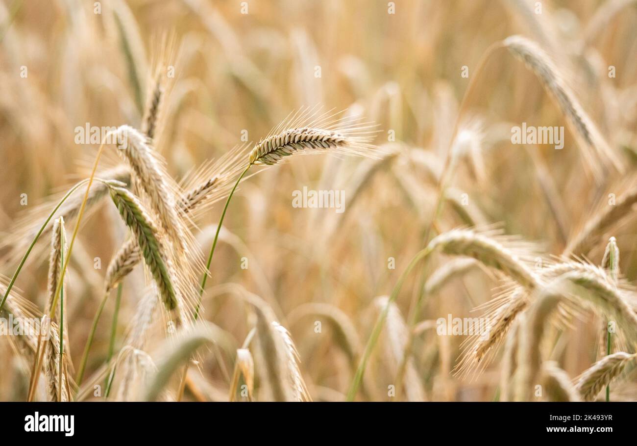 Ears of grain close-up. Golden ripening grain. Ears of rye before ...