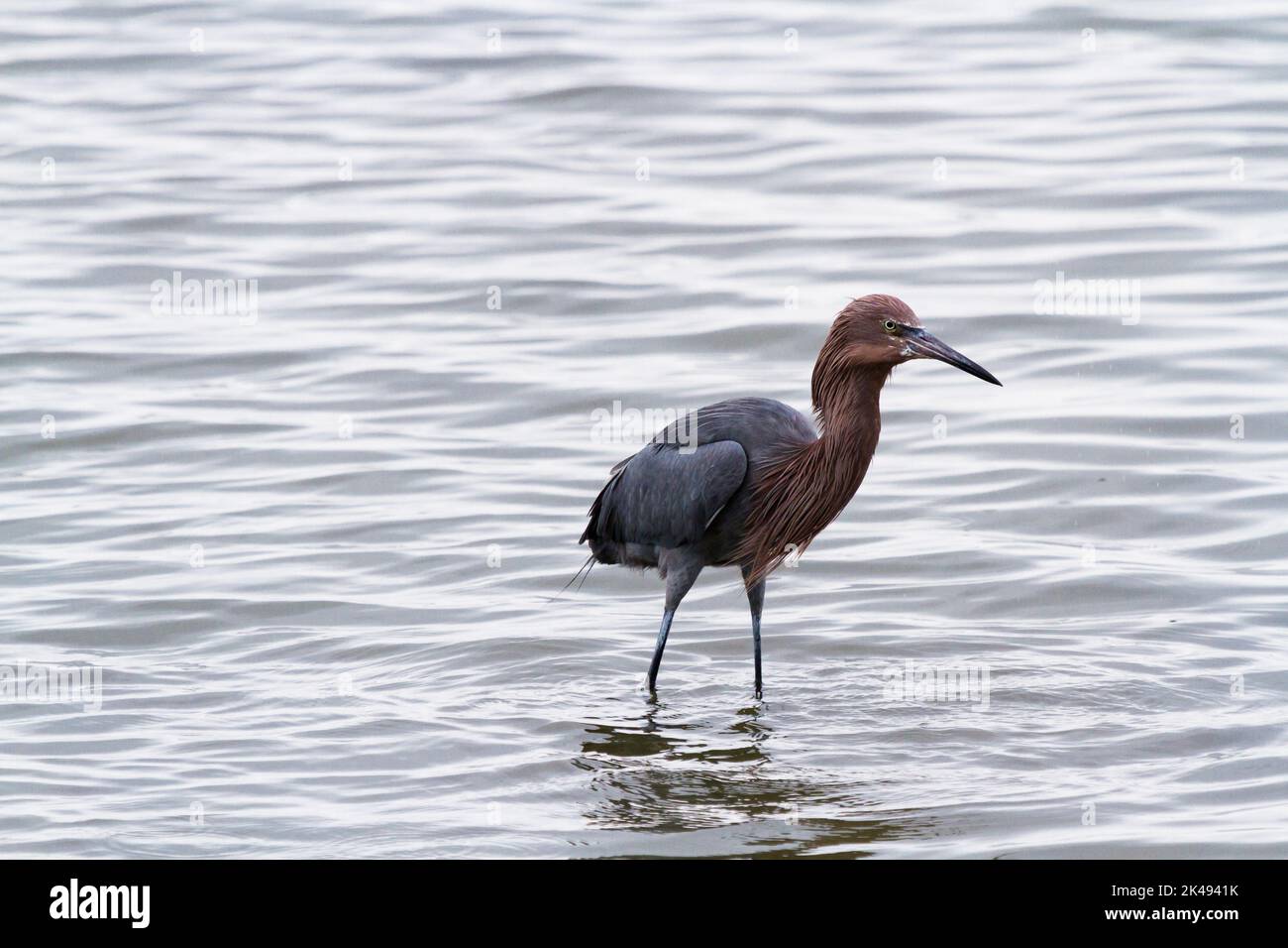 Raddish animals hi-res stock photography and images - Alamy