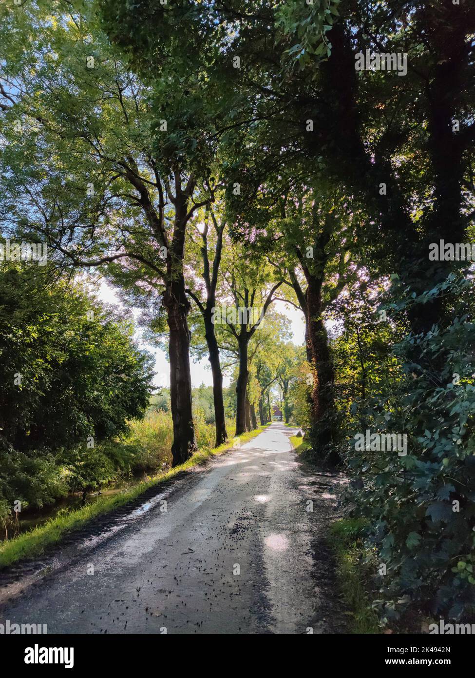 Scenic lane with tall trees on both sides whose leaves are beginning to ...