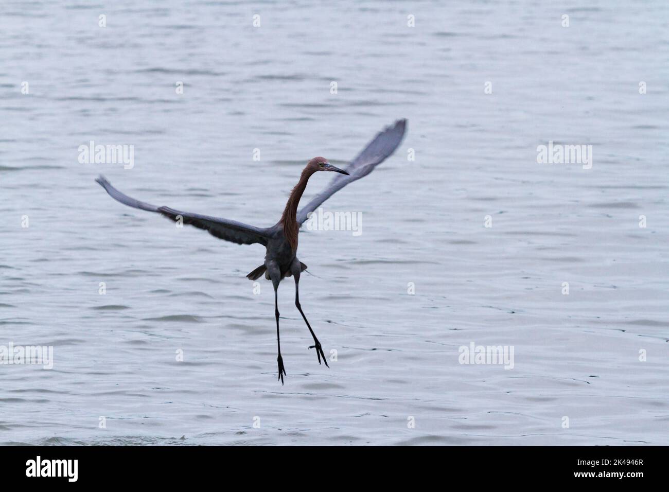 Raddish animals hi-res stock photography and images - Alamy