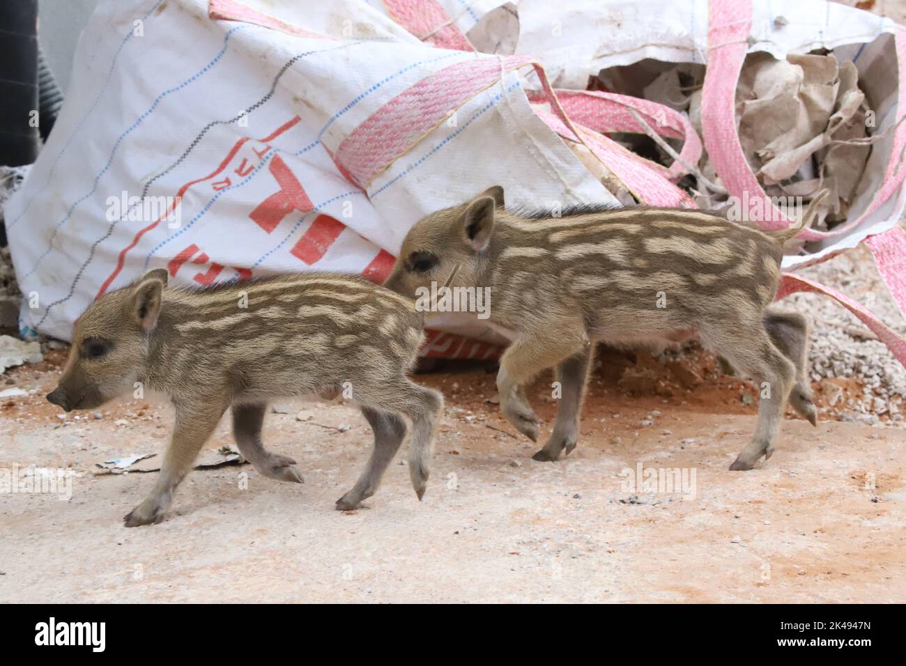 Young wild pigs looking for food in the neighborhoods of Haifa Stock ...