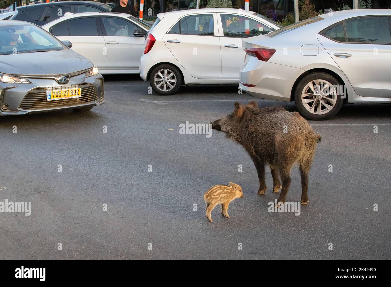 Wild pigs looking for food in the neighborhoods of Haifa Stock Photo ...