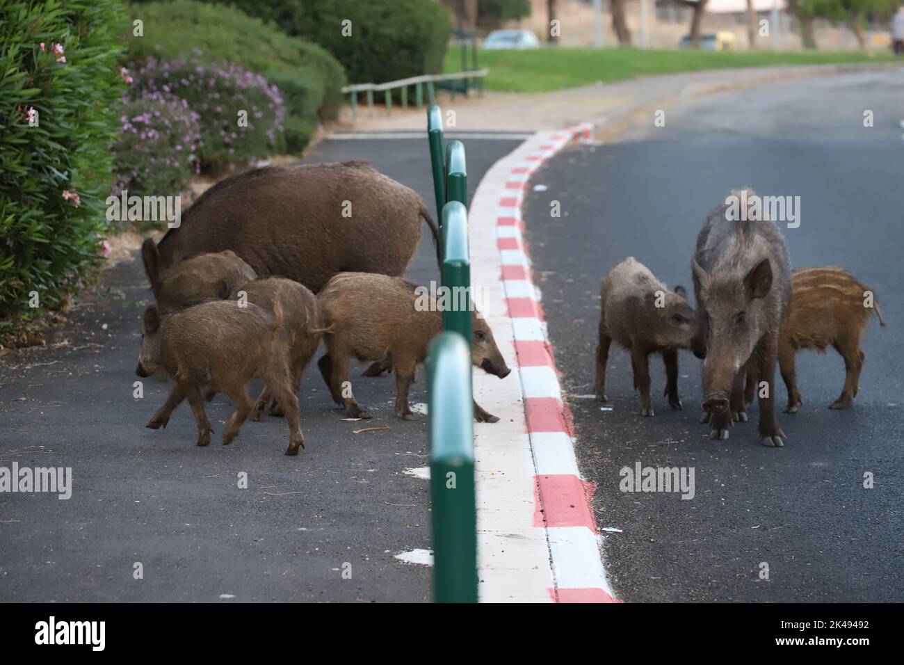 Wild pigs looking for food in the neighborhoods of downtown Haifa Stock ...
