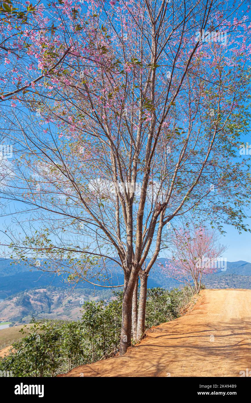 Cherry blossom, Mai Anh Dao prunus cerasoides flower in blue sky in Lac ...