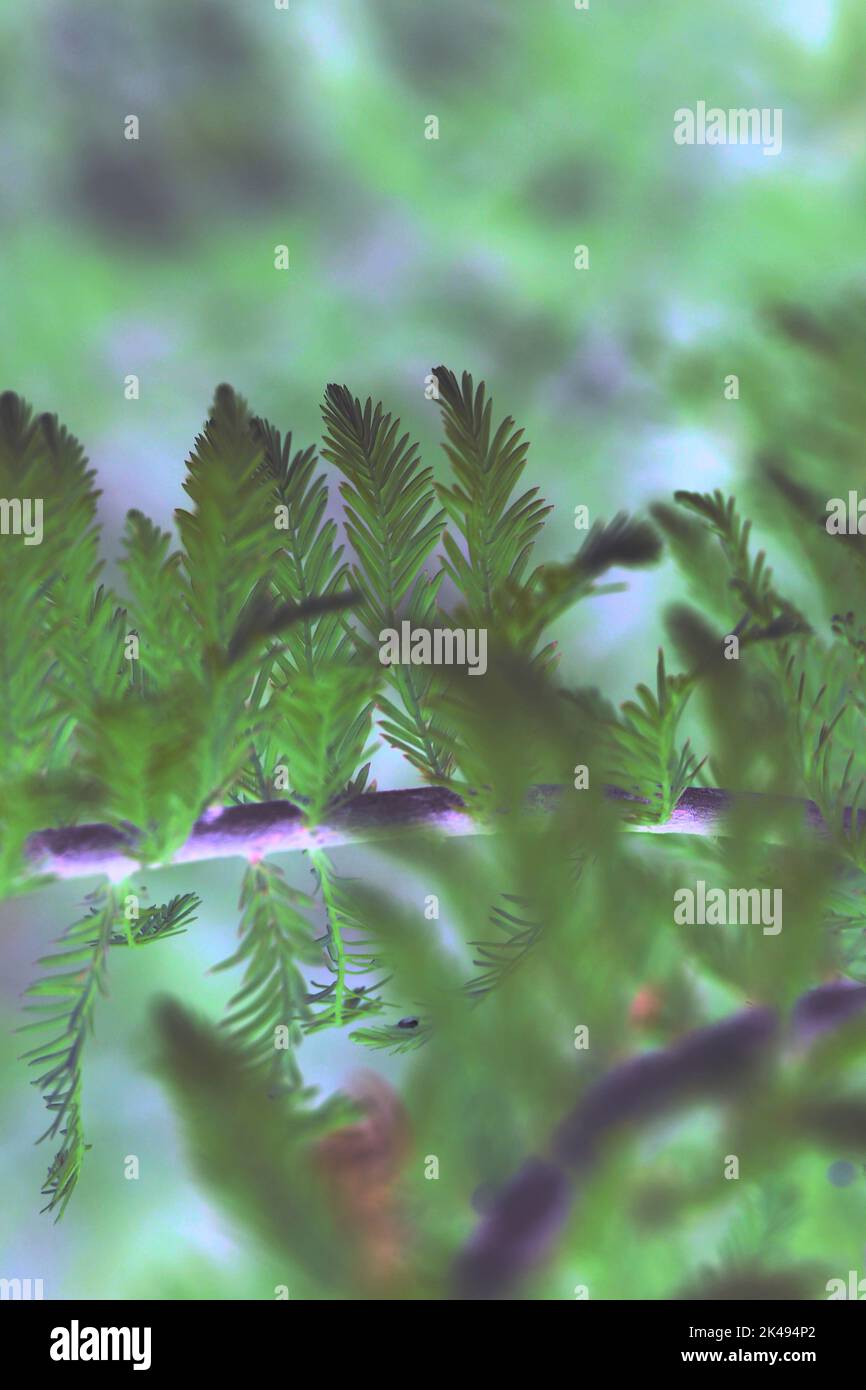 Bright pine needles growing on the branch of a conifer in a bright ...