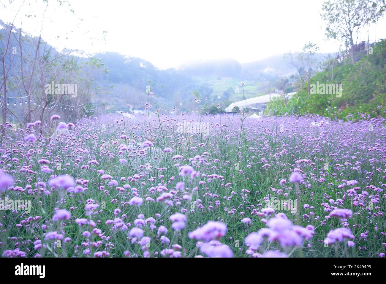 The field of Verbena Bonariensis also known as purpletop vervain in the ...