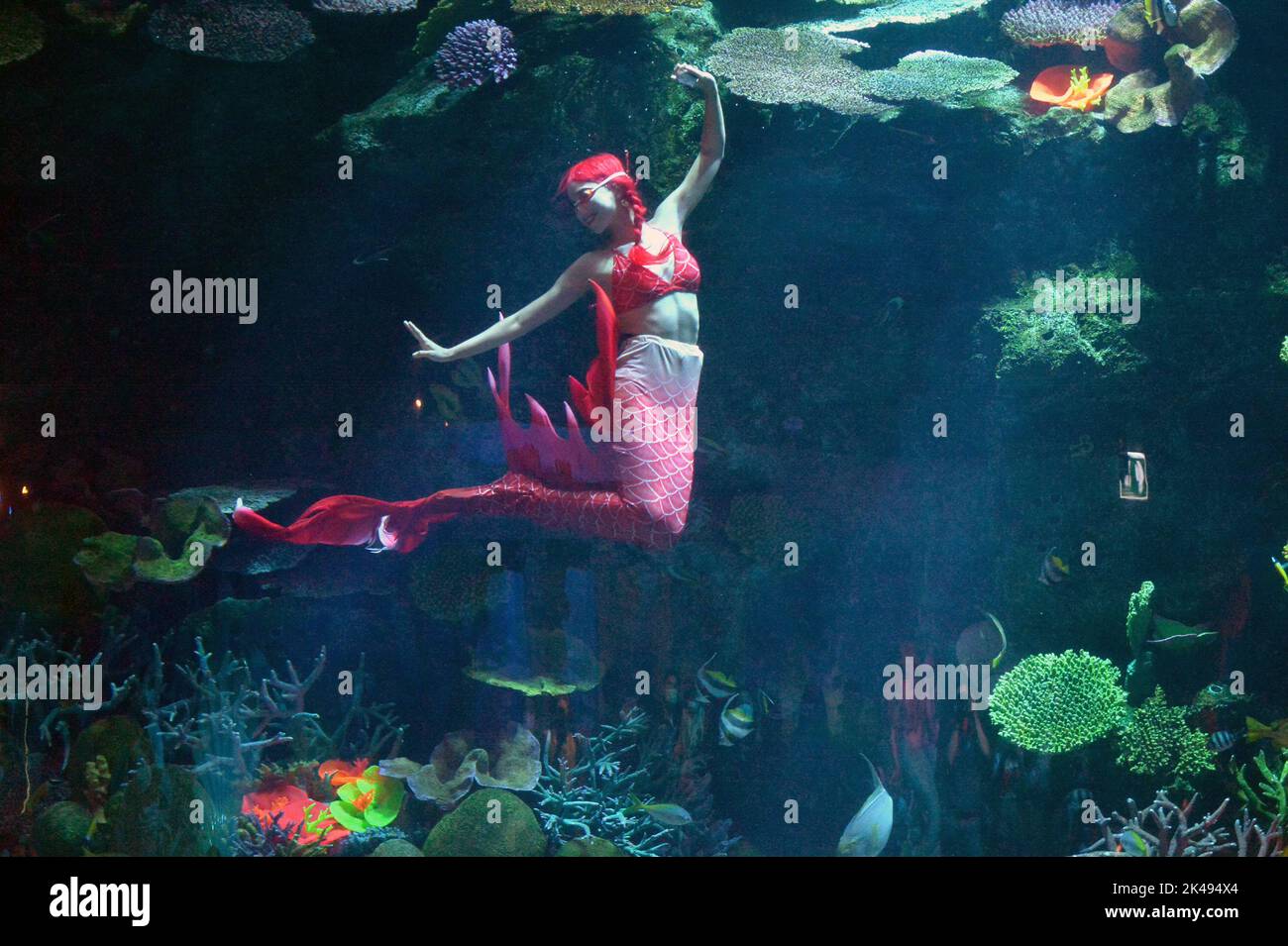 Bangkok, Thailand. 1st Oct, 2022. A diver performs during an underwater ...
