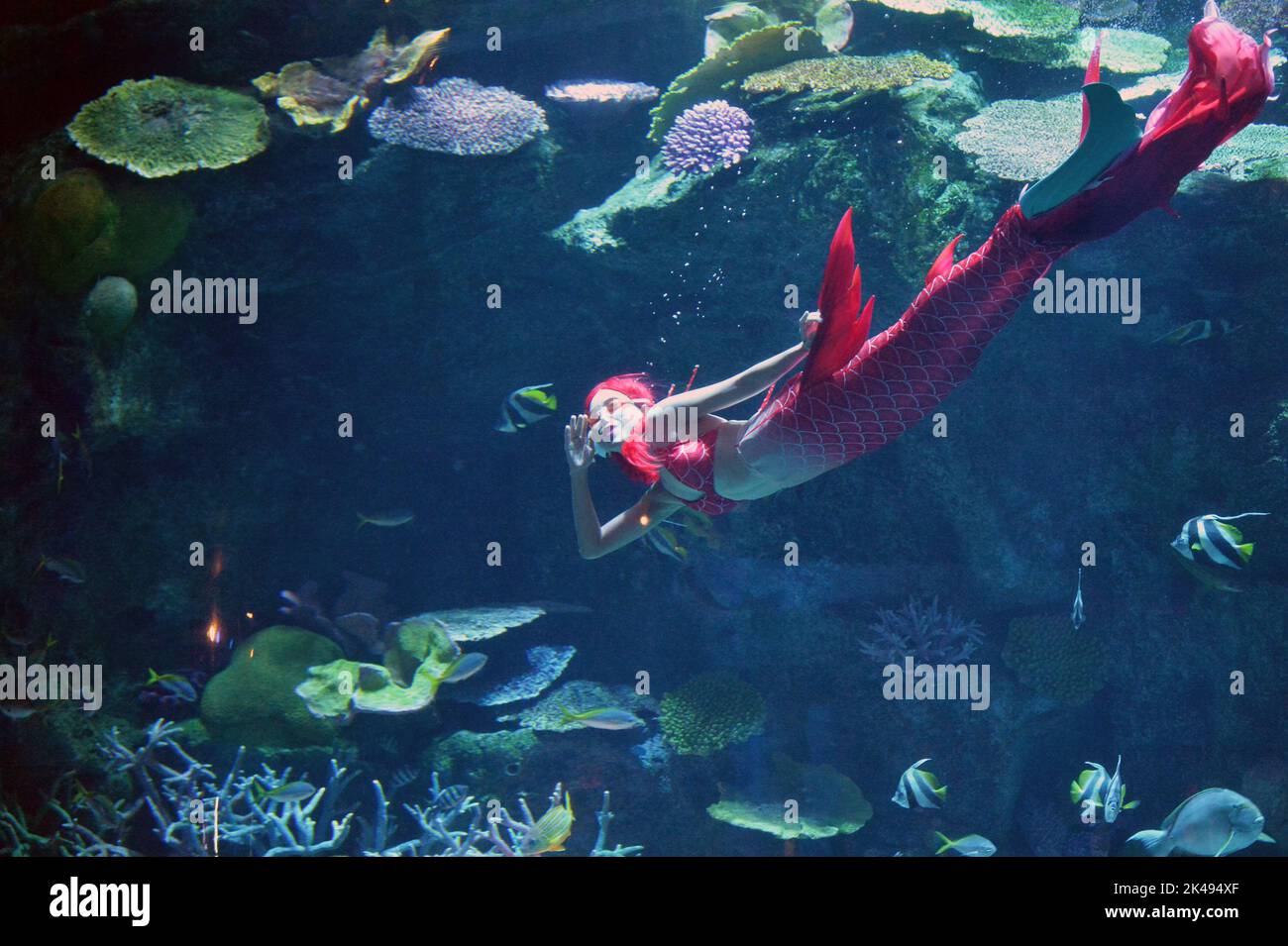 Bangkok, Thailand. 1st Oct, 2022. A diver performs during an underwater mermaid show at the ...