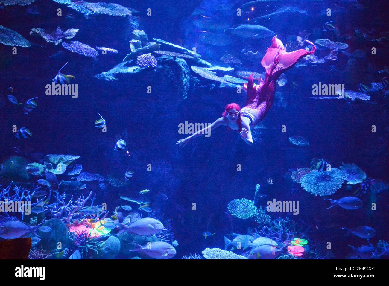 Bangkok, Thailand. 1st Oct, 2022. A diver performs during an underwater ...