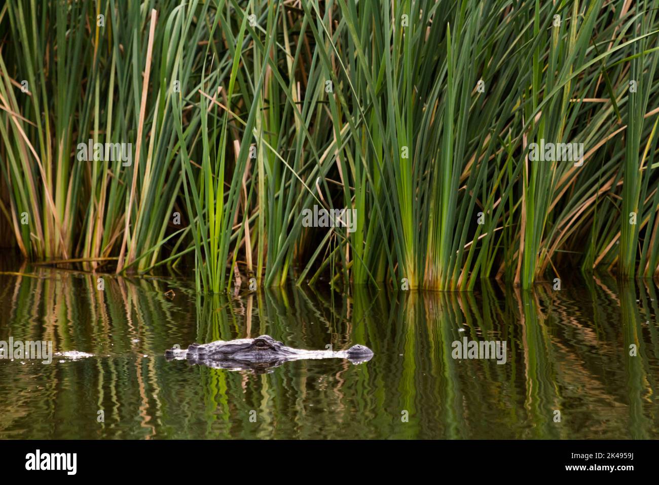 Texas alligator lizard hi-res stock photography and images - Alamy