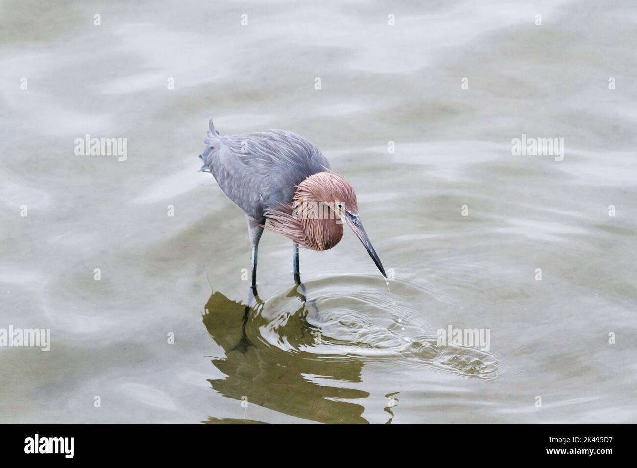 Raddish animals hi-res stock photography and images - Alamy
