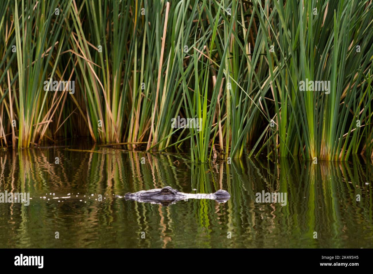 Texas alligator lizard hi-res stock photography and images - Alamy