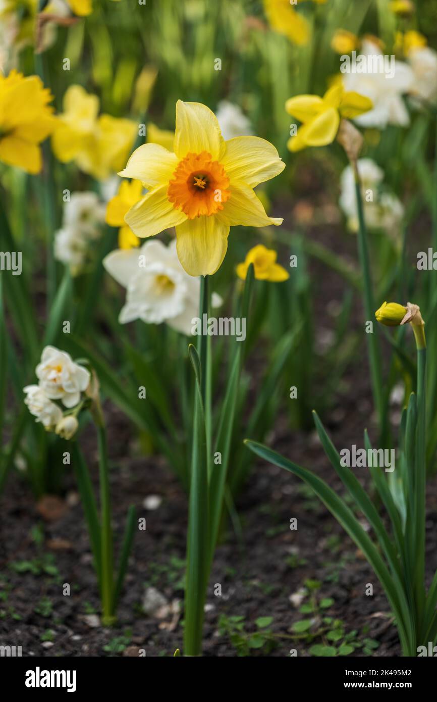 Narcissus daffodil blooming flower in yellow and orange colors, spring ...
