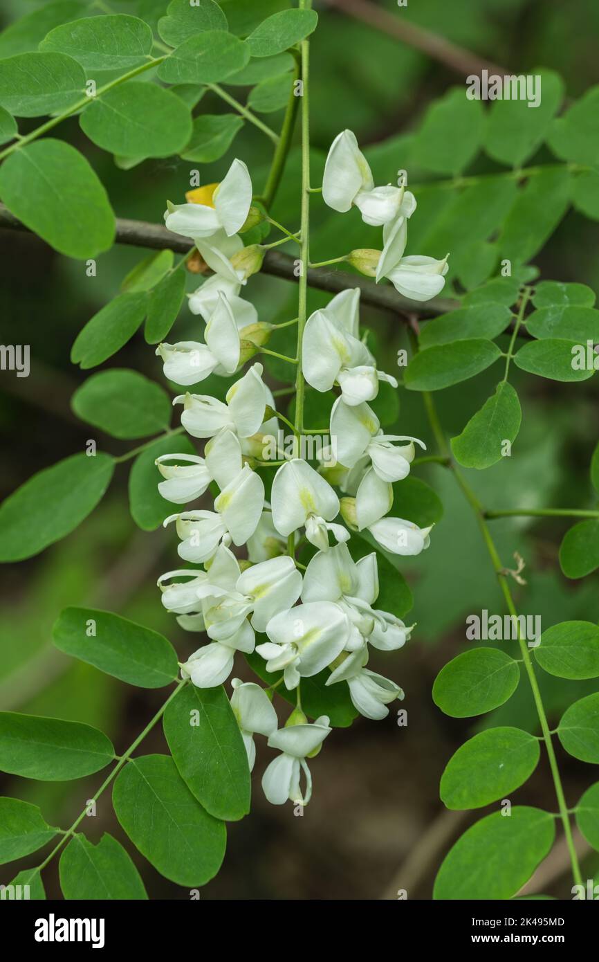 Black Locust Robinia pseudoacacia or false acacia white flowers in ...