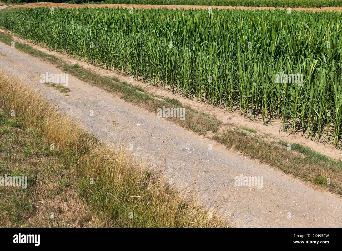 Dirt road along rural hi-res stock photography and images - Alamy