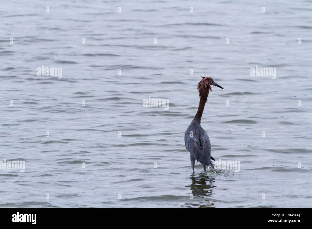 Raddish animals hi-res stock photography and images - Alamy
