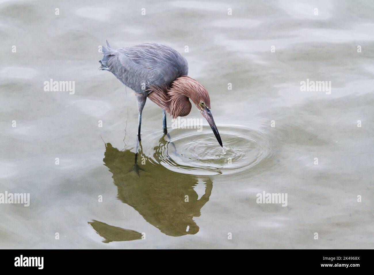 Raddish animals hi-res stock photography and images - Alamy