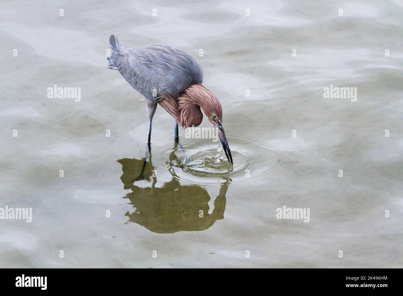 Raddish animals hi-res stock photography and images - Alamy