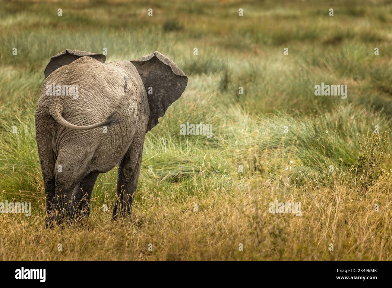 Elephants backside hi-res stock photography and images - Alamy