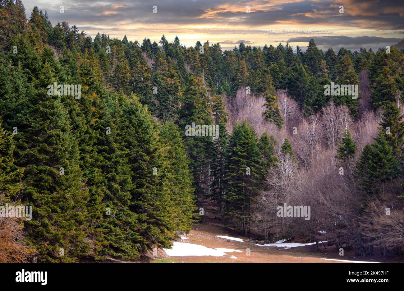 Beautiful mountain landscape with pine trees during autumn season in ...