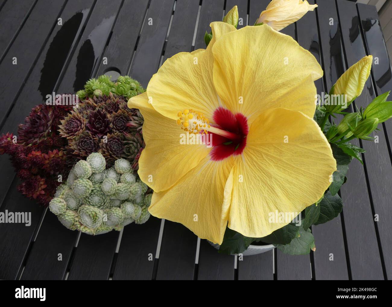Yellow Hibiscus and roof bulbs Stock Photo - Alamy