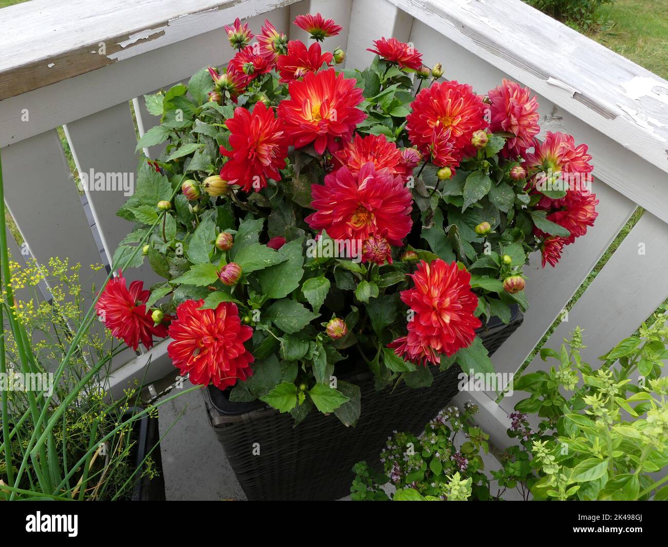 Red potted plants hi-res stock photography and images - Alamy