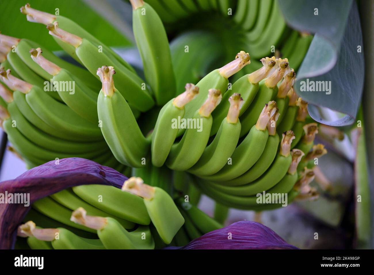 Baby Bananas in the Plant's Cluster Stock Photo - Alamy