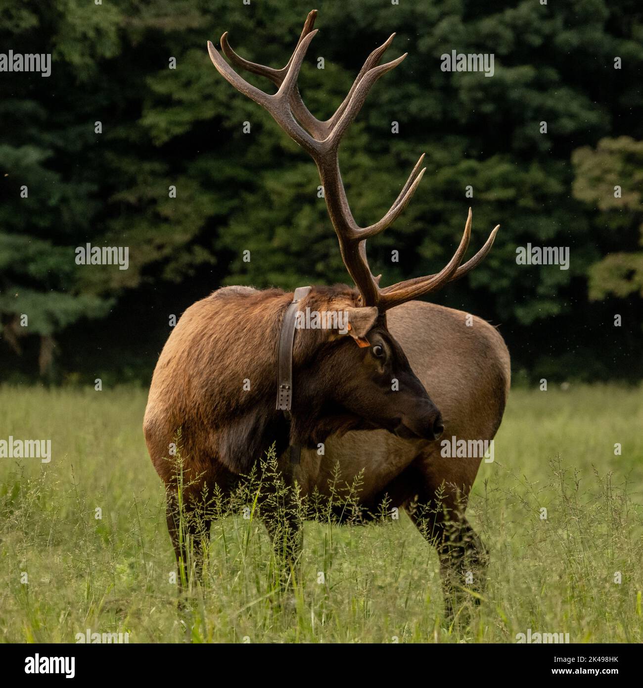 Large Tagged Bull Elk Looks Back in Smoky Mountain National Park Stock ...