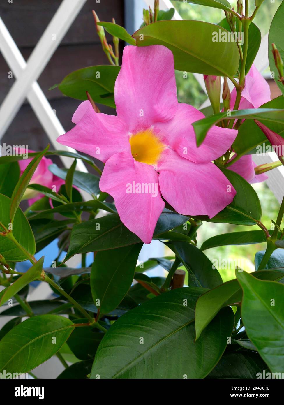 Dipladenia plant hi-res stock photography and images - Alamy