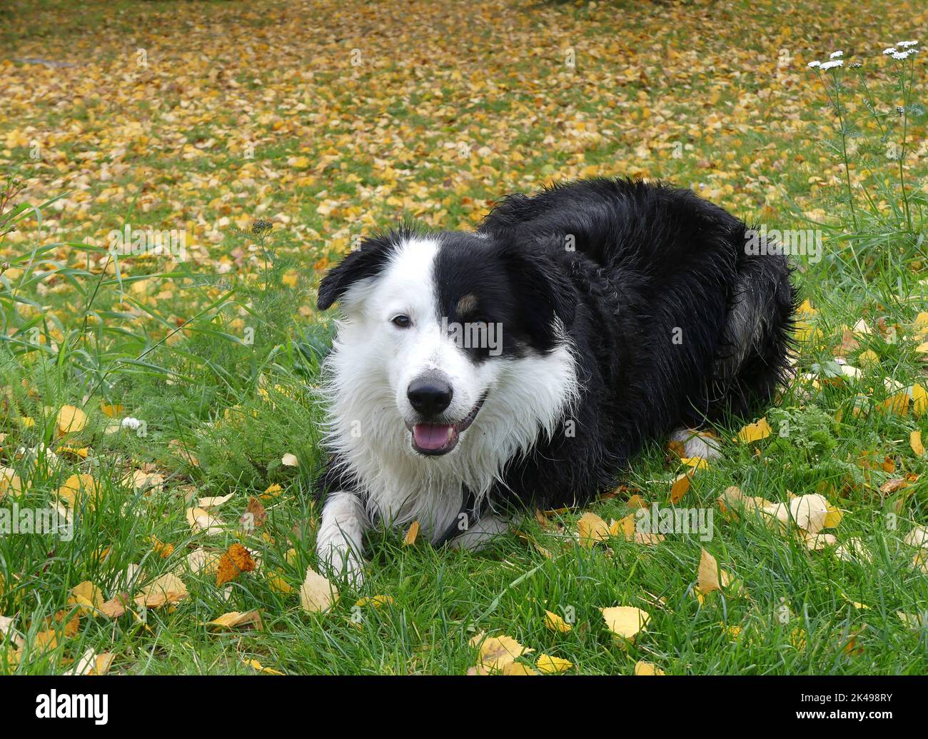 Dog border collie autumn leaves hi-res stock photography and images - Alamy