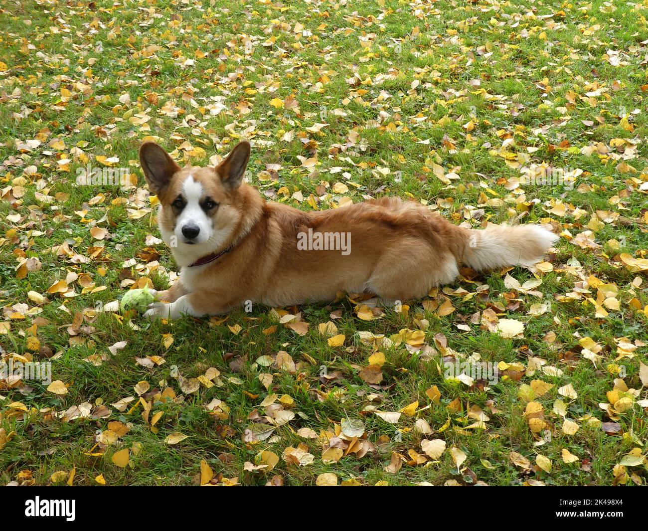 Welsh corgi cardigan Stock Photo - Alamy