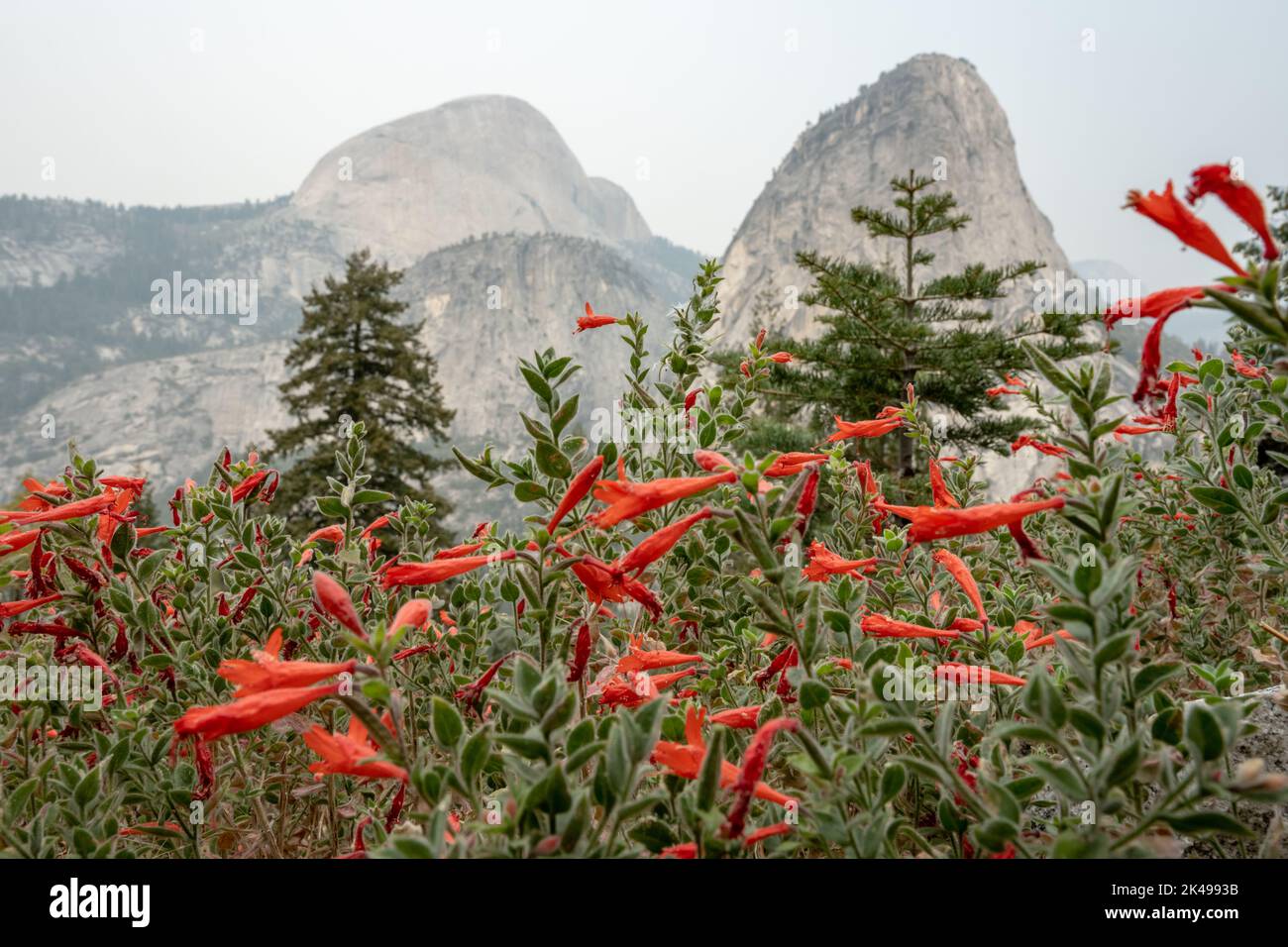 Liberty Cap and Half Dome Rise Above Red Flowers And Pine Trees From ...