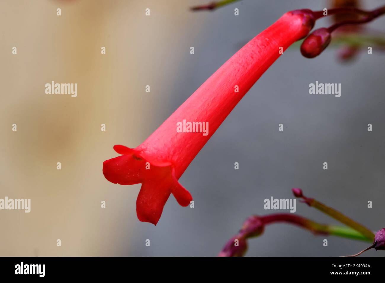 little bell-like flower Stock Photo - Alamy