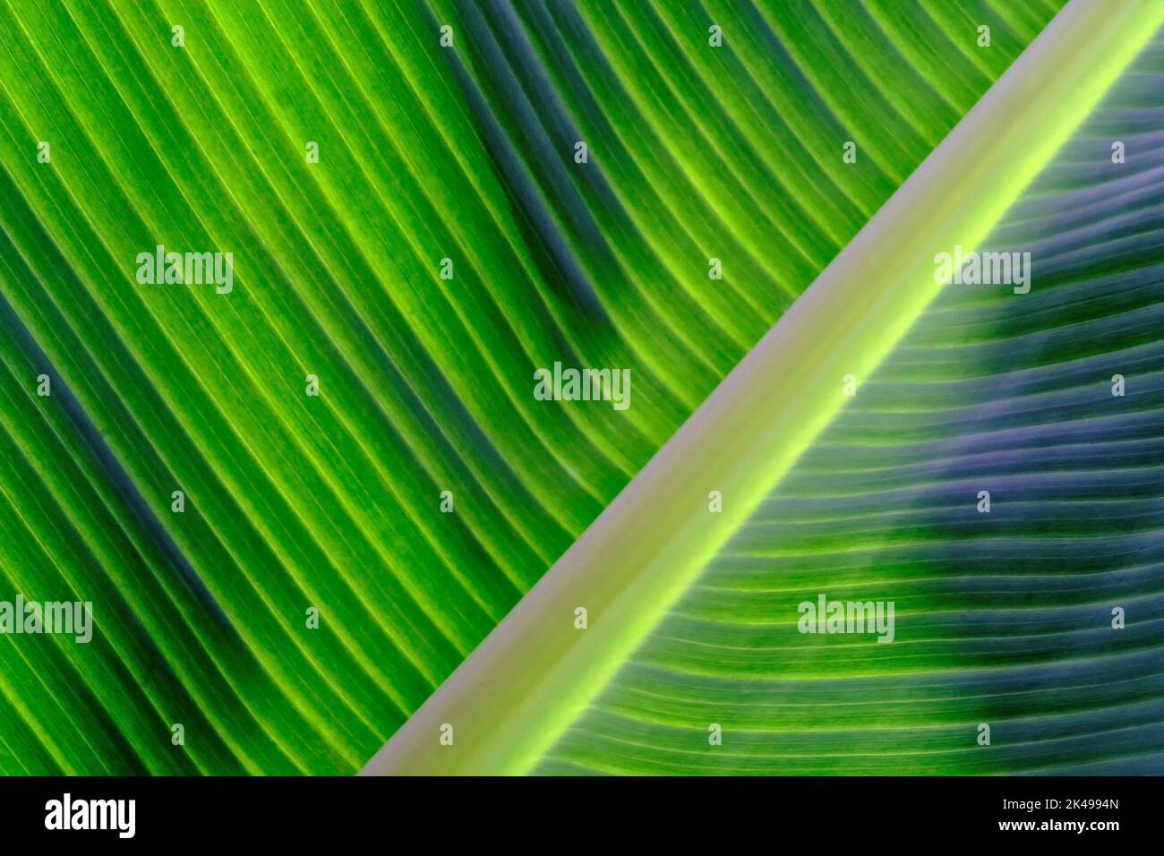 Lush green leaf base hi-res stock photography and images - Alamy