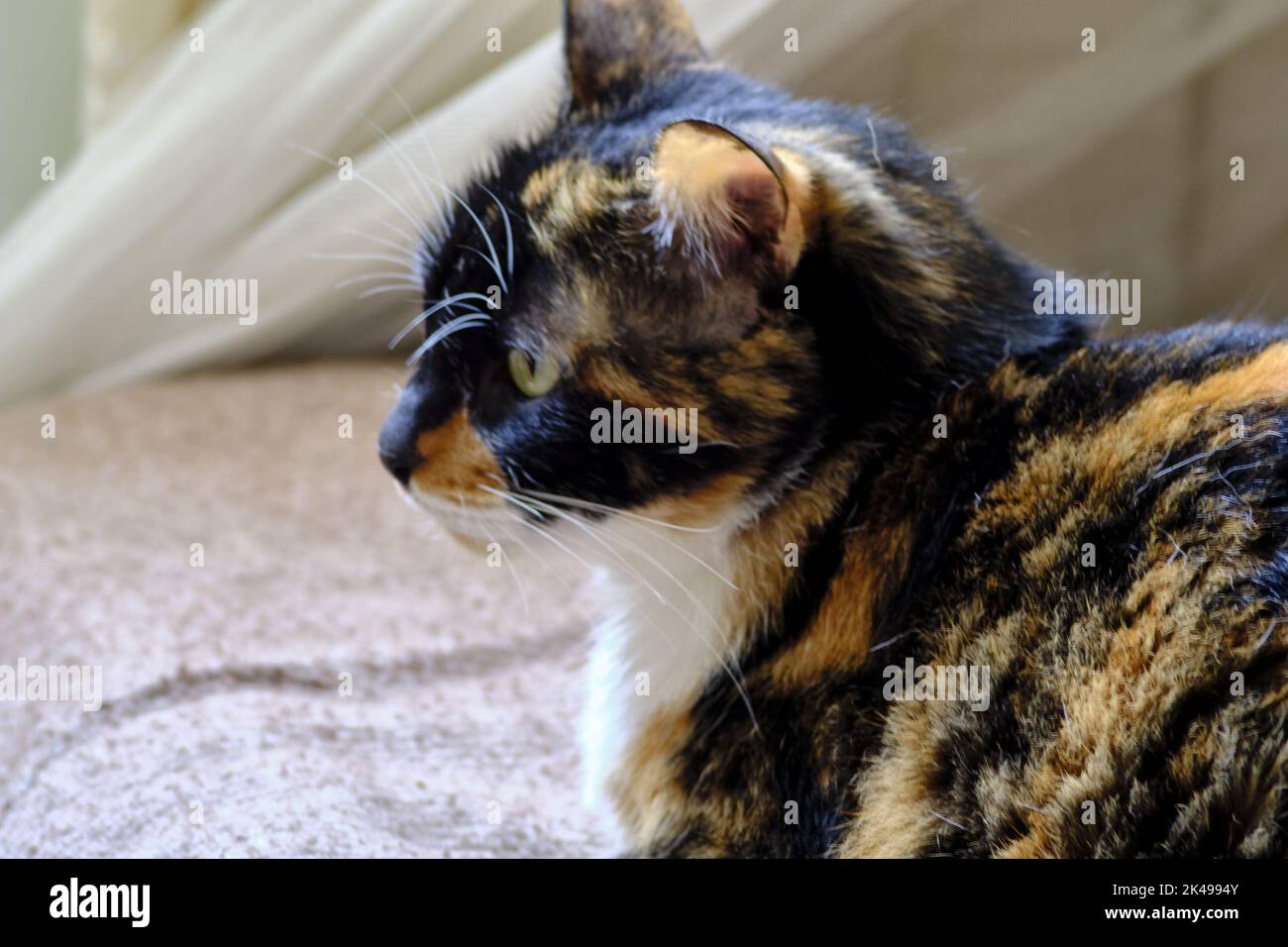 Female Cat laid watching Stock Photo - Alamy