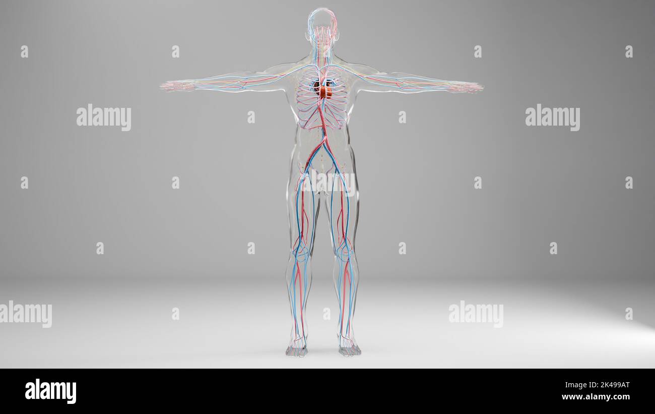 Human arterial and venous circulatory system, Medically accurate ...