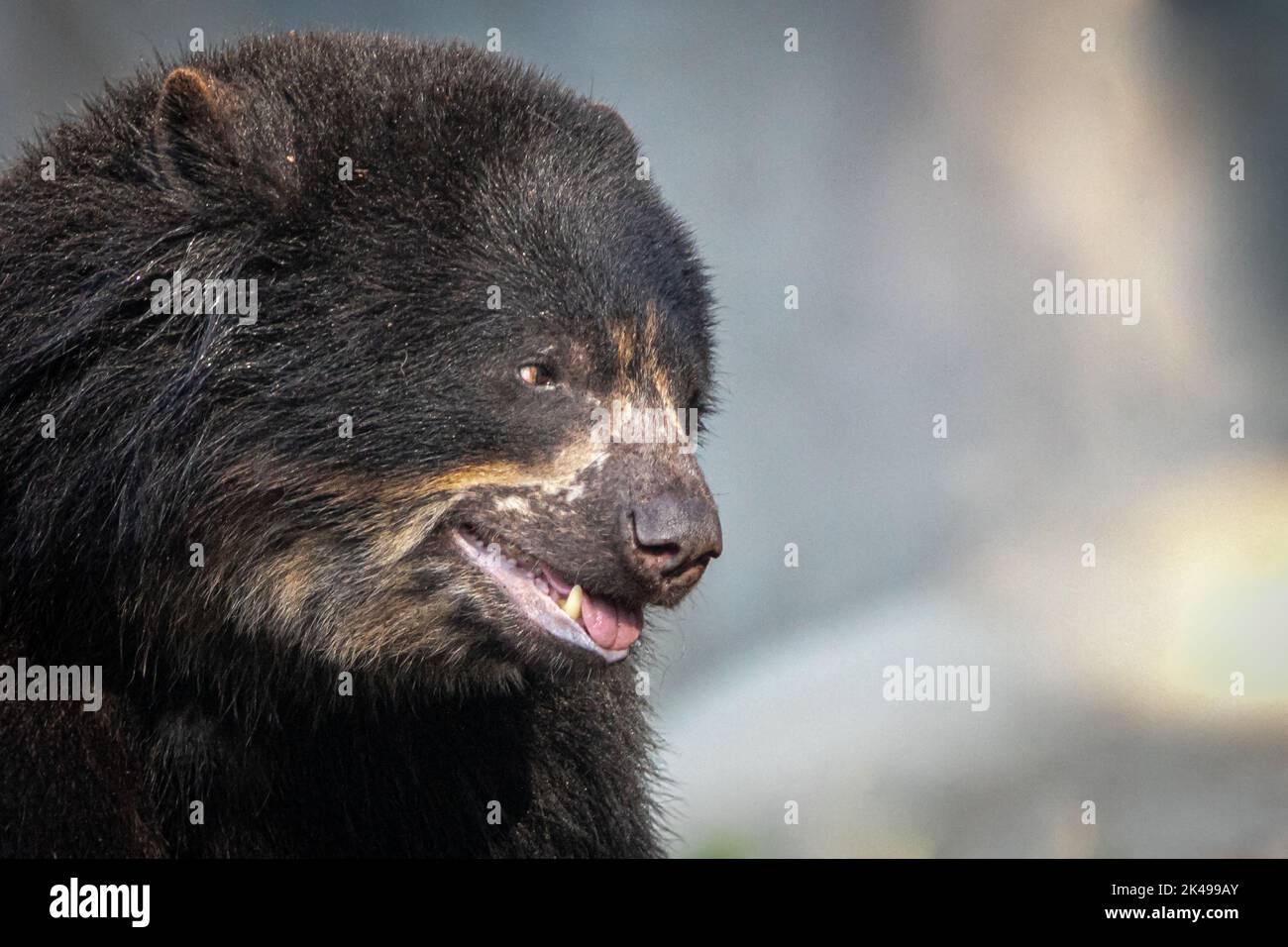 a black spectacled bear with opened mouth looking left Stock Photo - Alamy