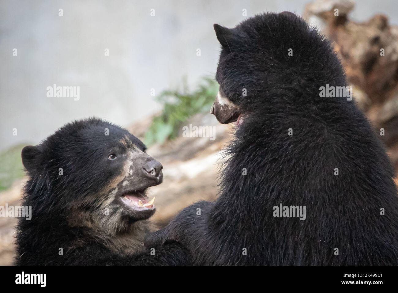 two black spectacled bears playing while standing before a natural ...