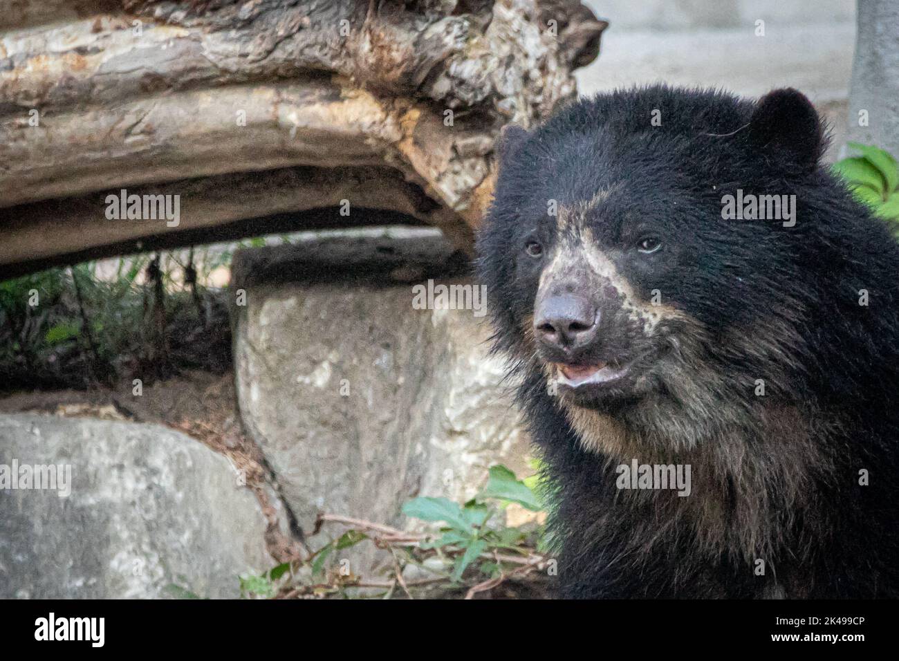 Andean bear in tree hi-res stock photography and images - Alamy