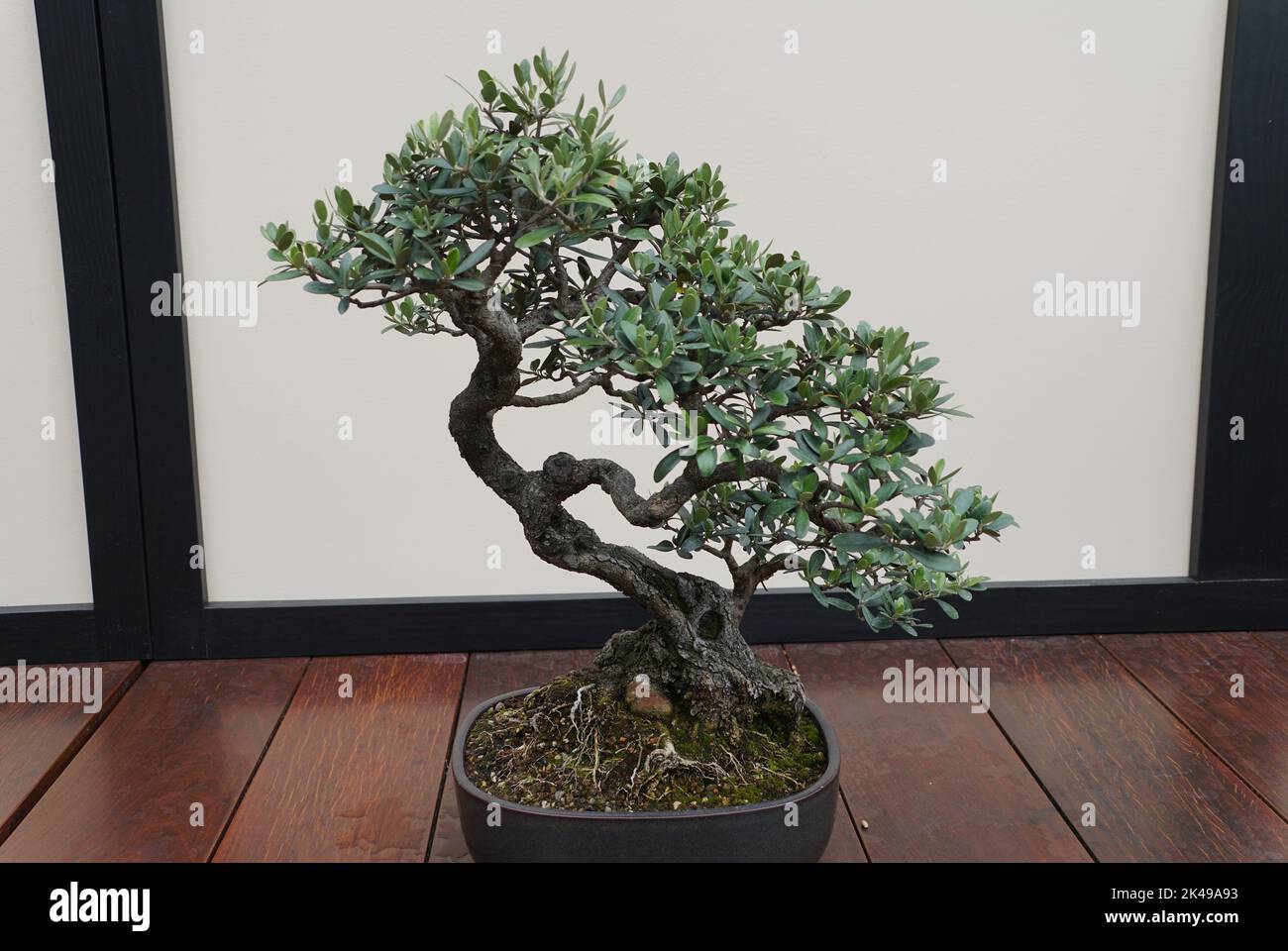 Olive bonsai tree hi-res stock photography and images - Alamy