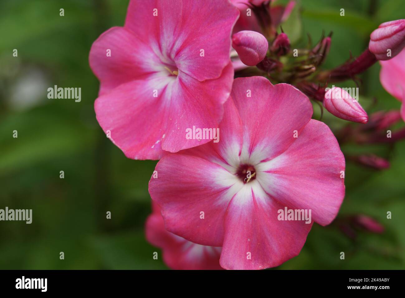 Flame flower bed hi-res stock photography and images - Alamy