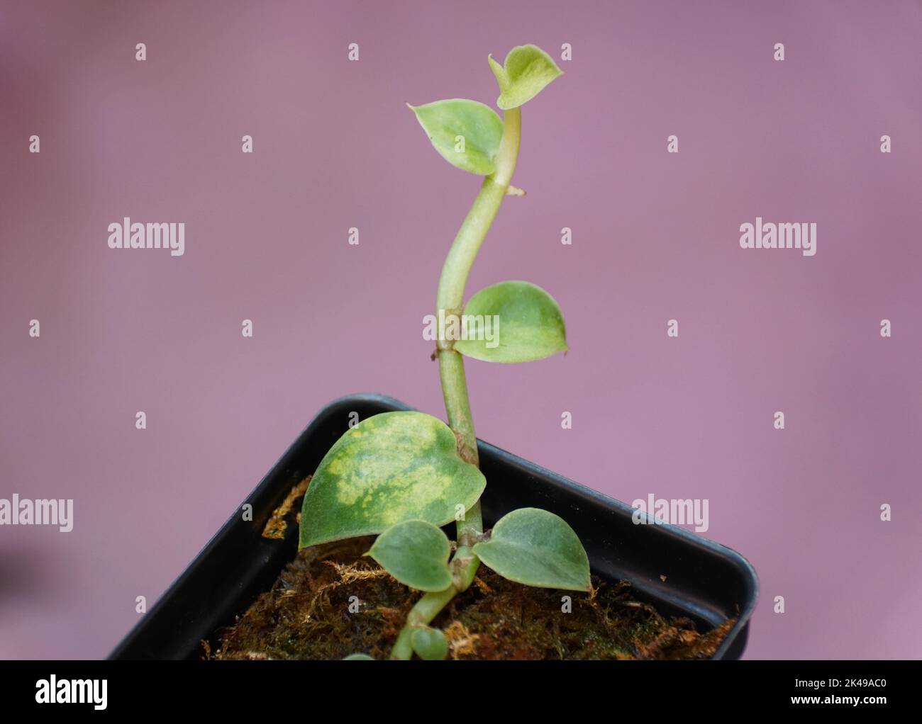 Close up of tiny leaves of Rhaphidophora Hayi variegated, a climbing ...